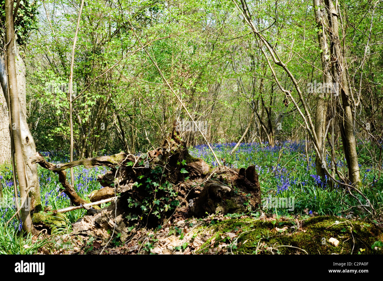 Forest of bere hi-res stock photography and images - Alamy