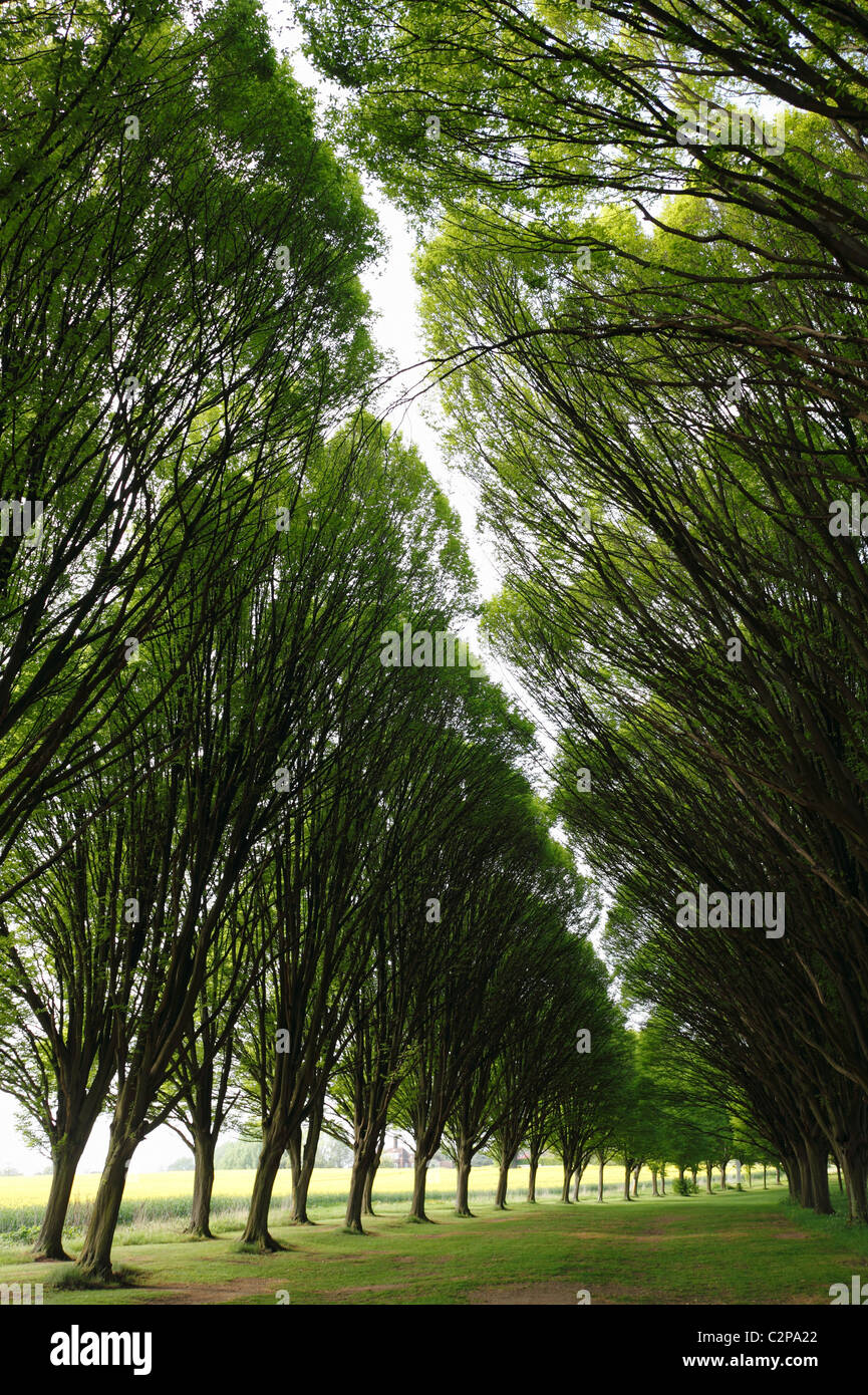 Avenue of hornbeam trees in spring, England, UK Stock Photo - Alamy