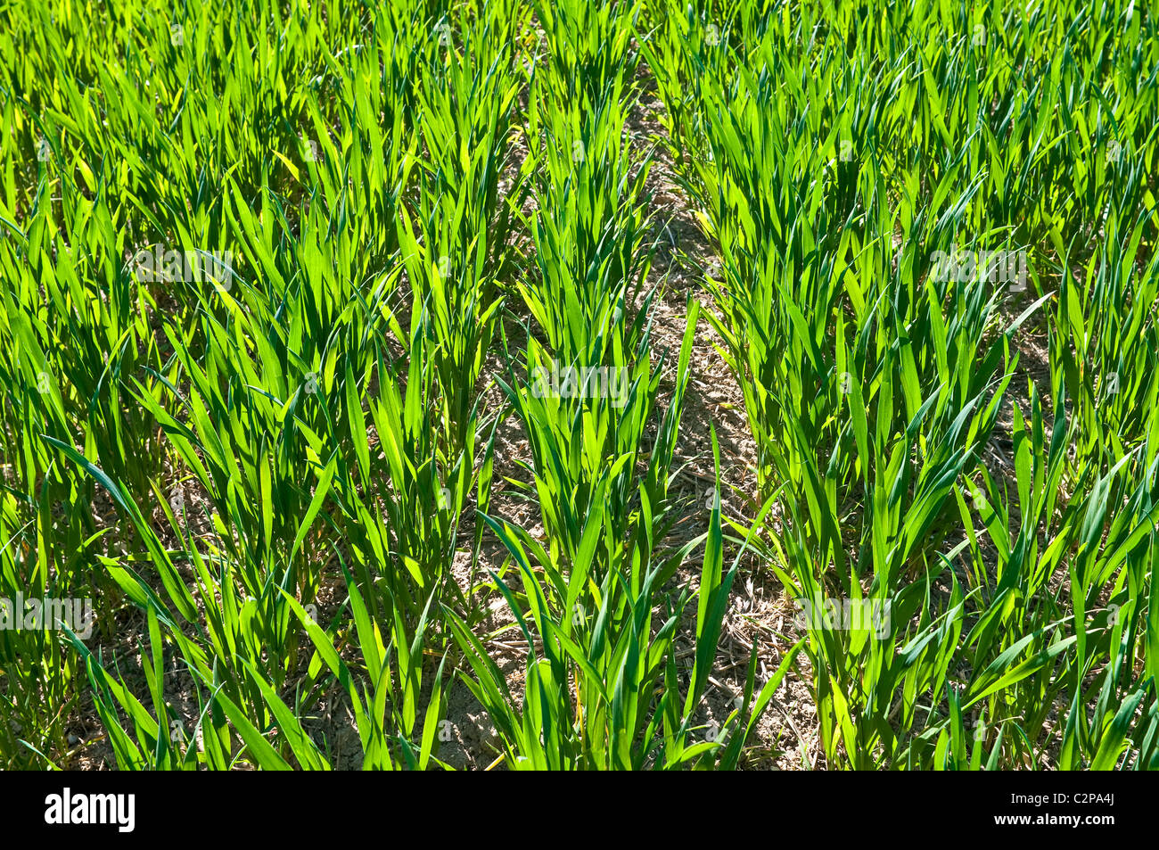 Sprouting wheat field hi-res stock photography and images - Alamy