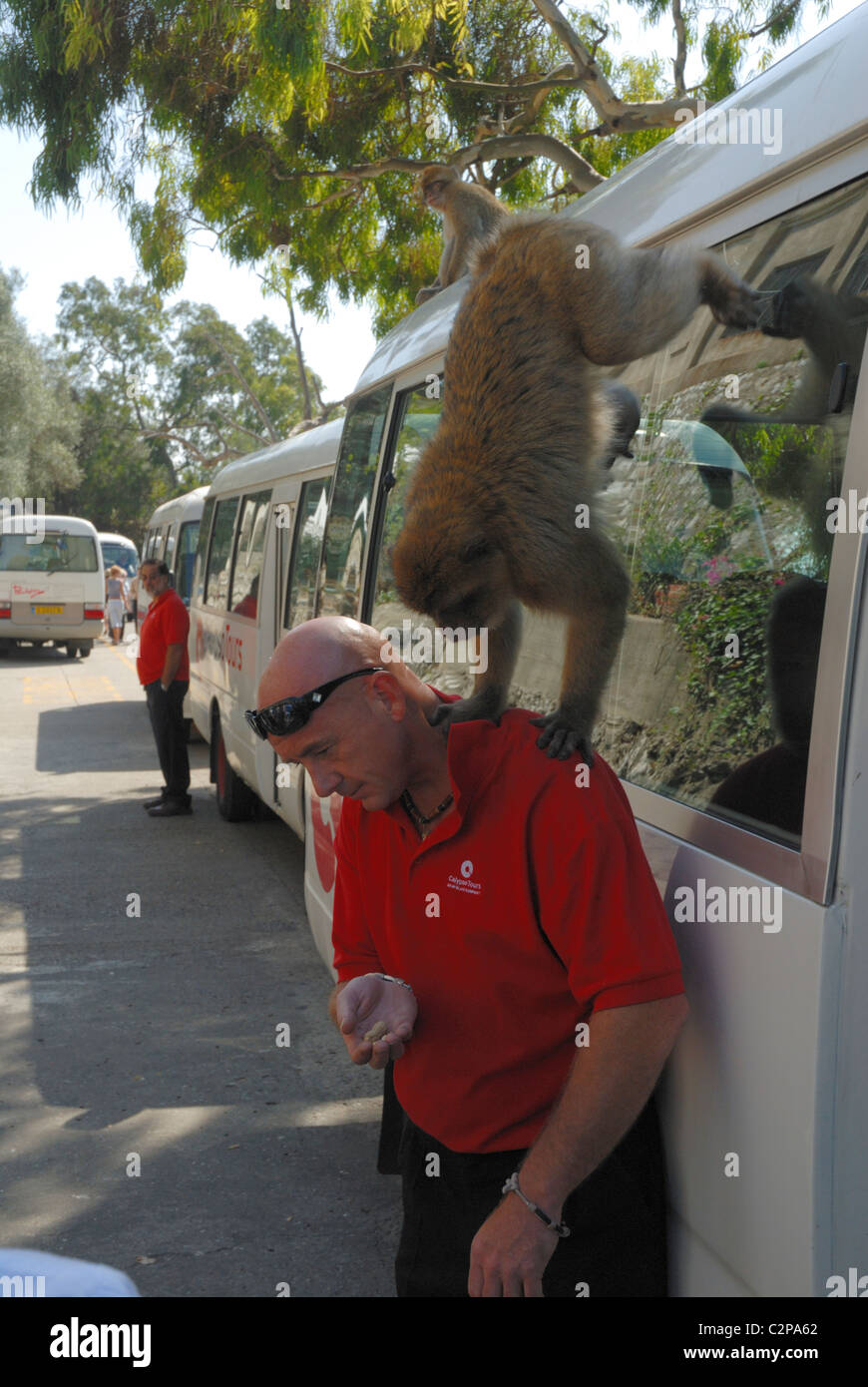 Tour bus driver feeding peanuts to one of the numerous Barbary Macaque ...