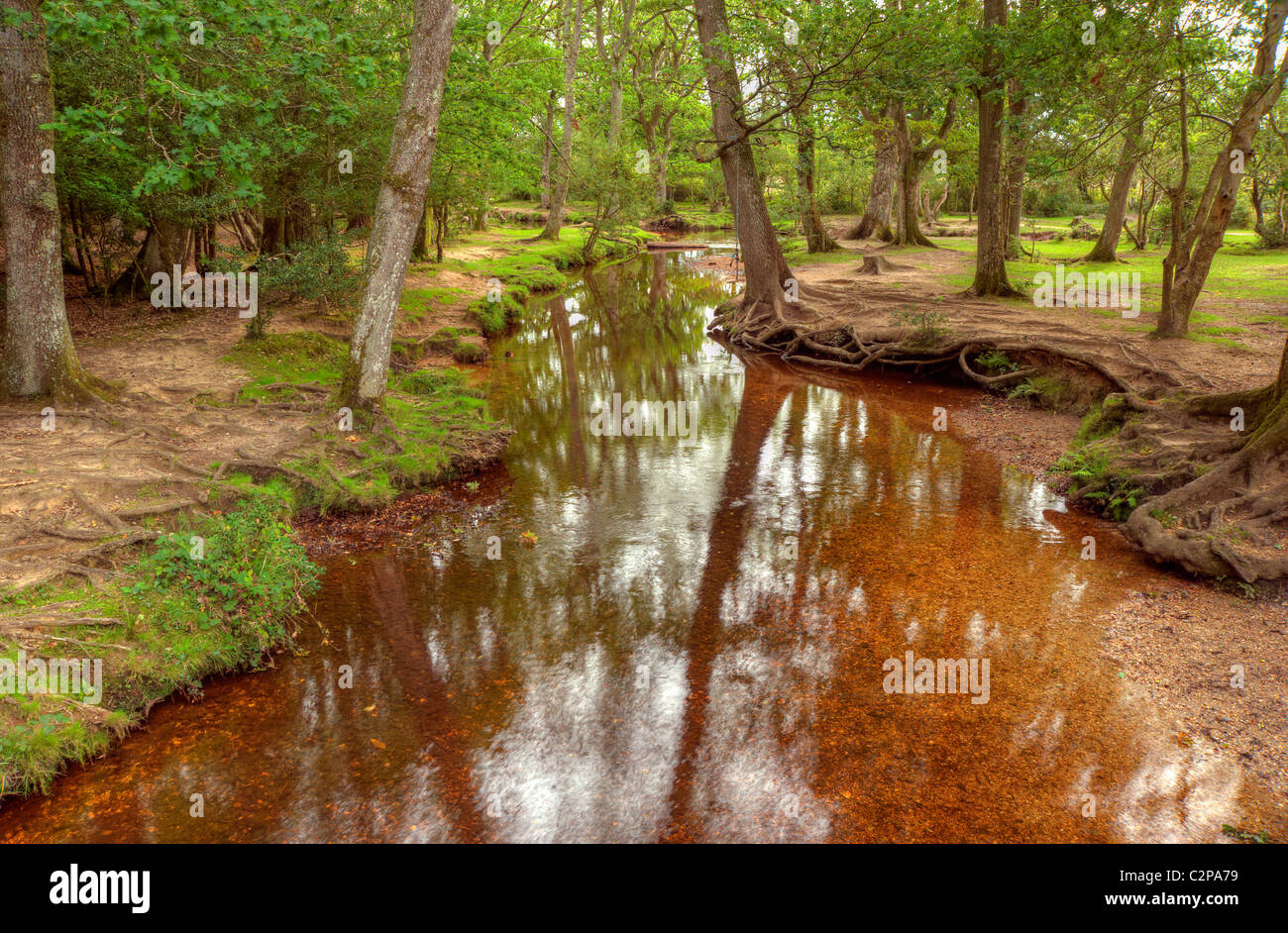 Beautiful lush green forest scene with stream through centre with hint ...