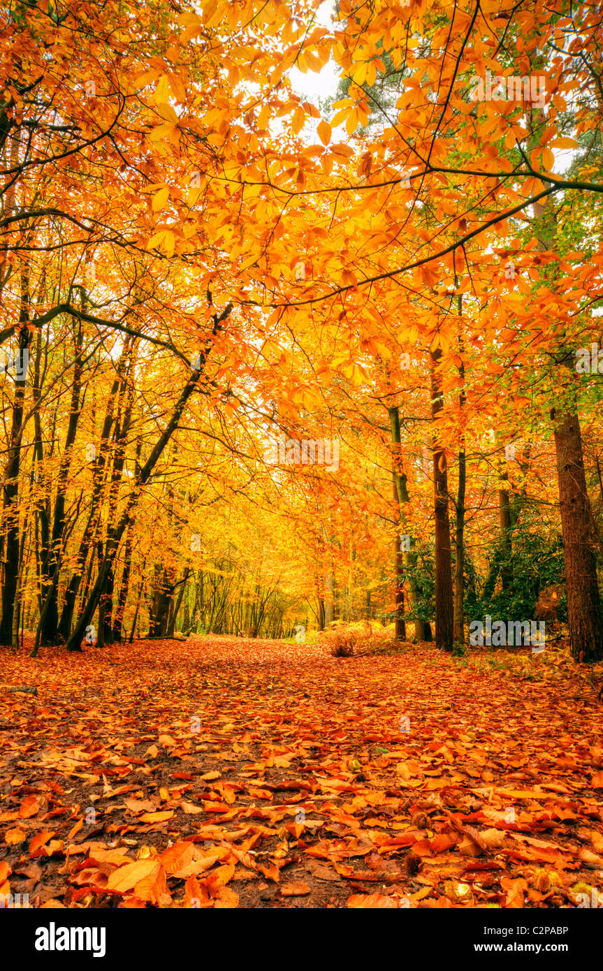Stunning colorful Autumn Fall forest scene in English countryside ...