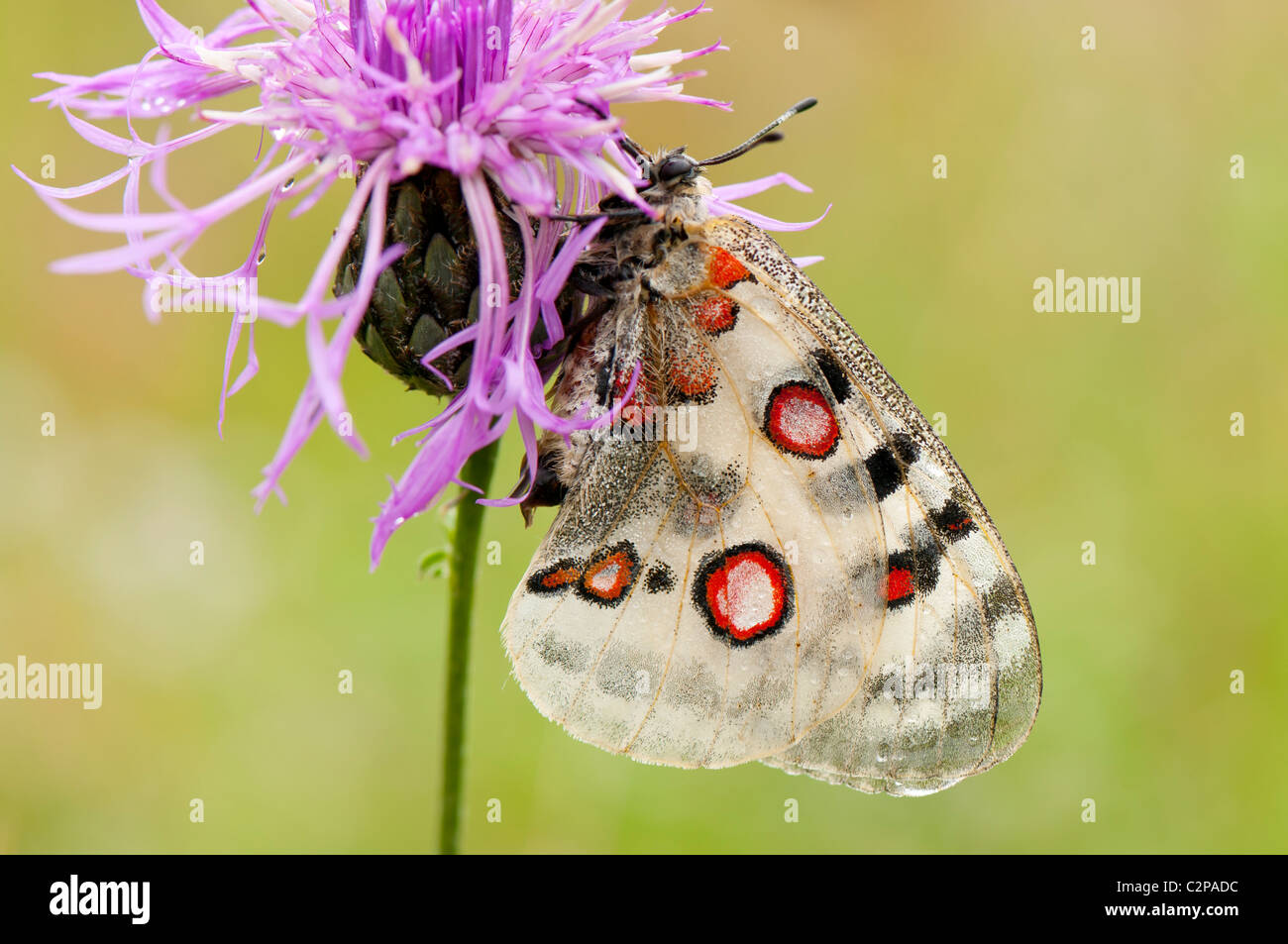 Apollofalter hi-res stock photography and images - Alamy