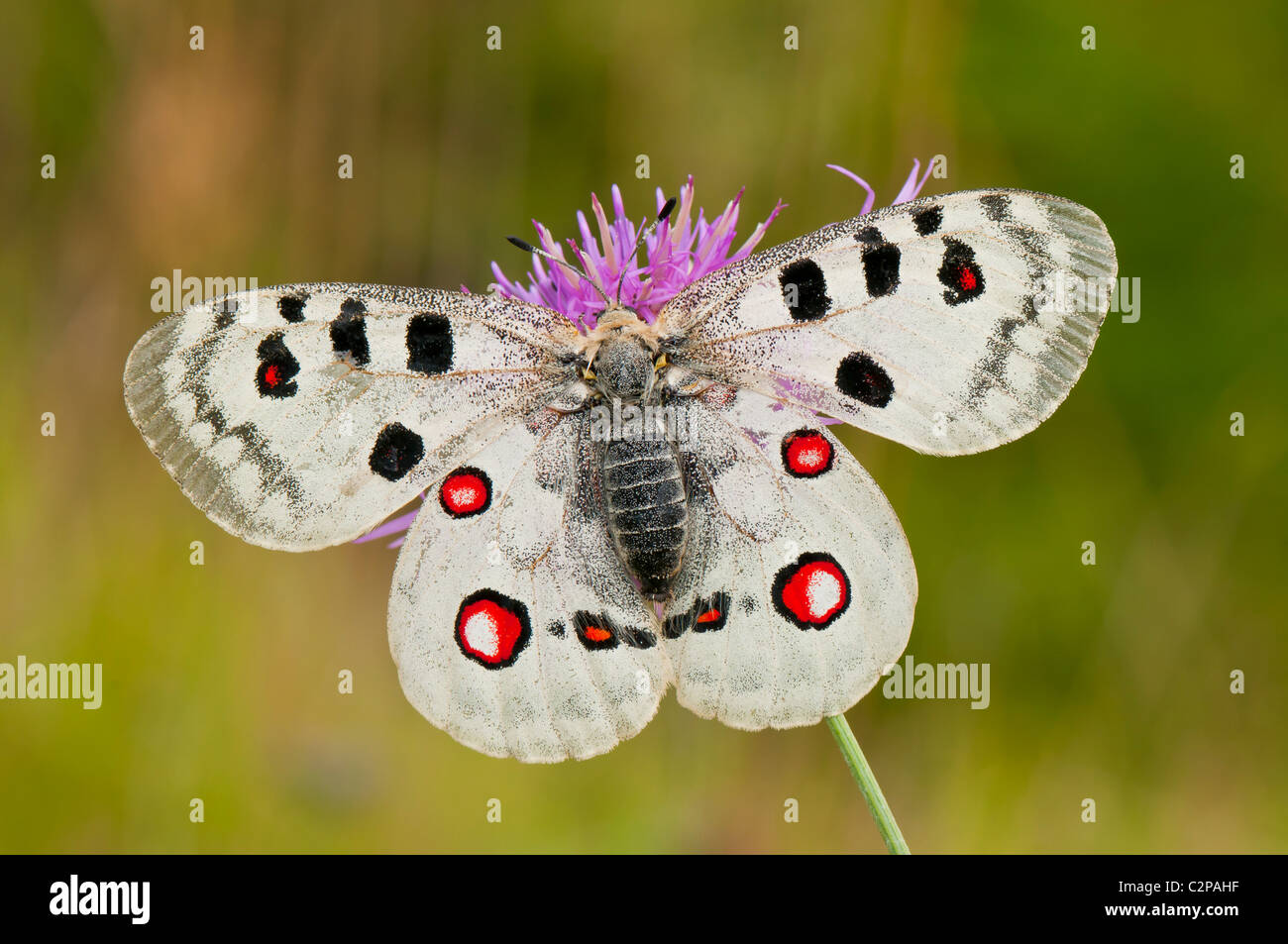 Apollofalter hi-res stock photography and images - Alamy