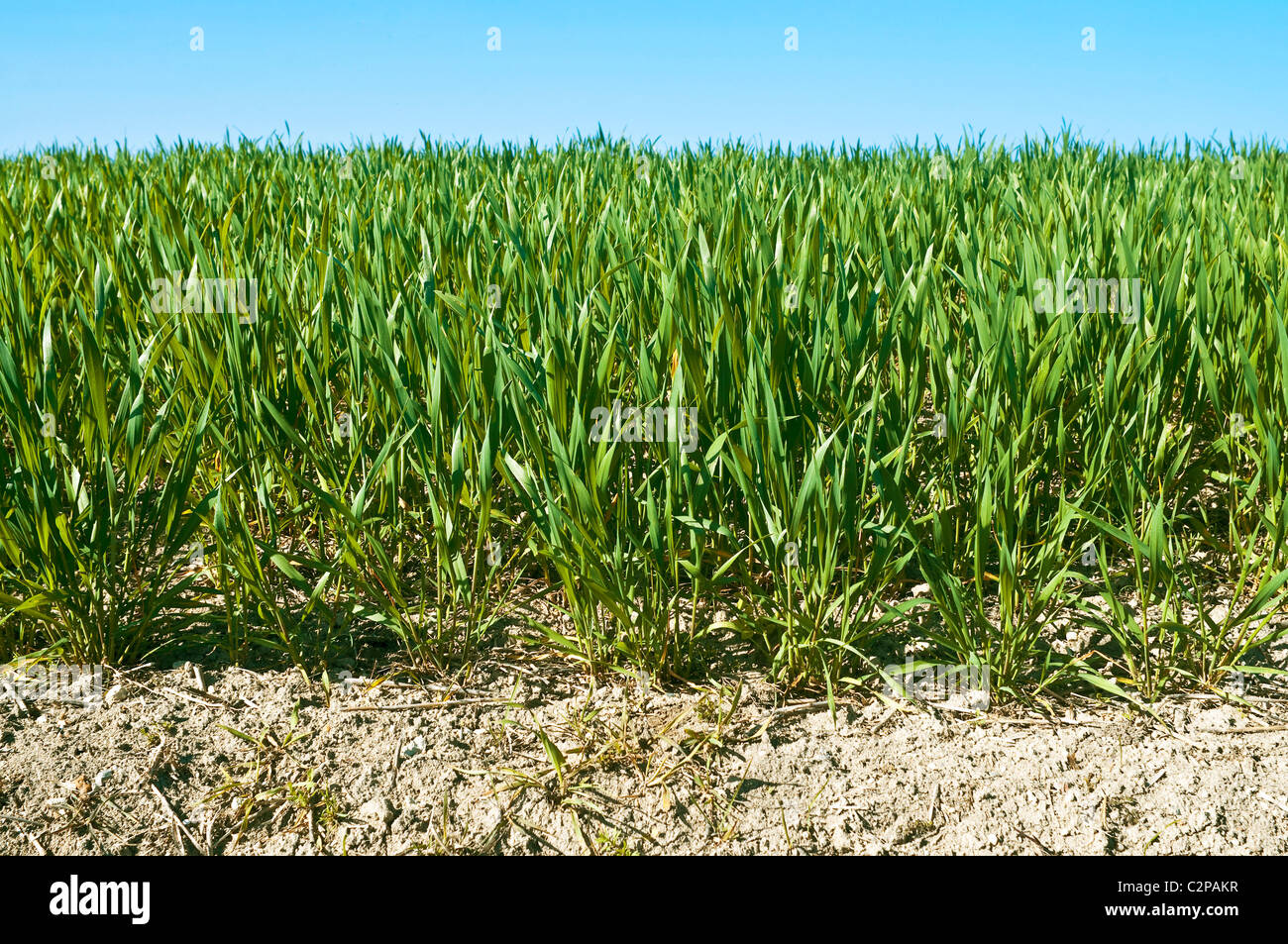 Field of sprouting wheat (not grass) - France Stock Photo - Alamy