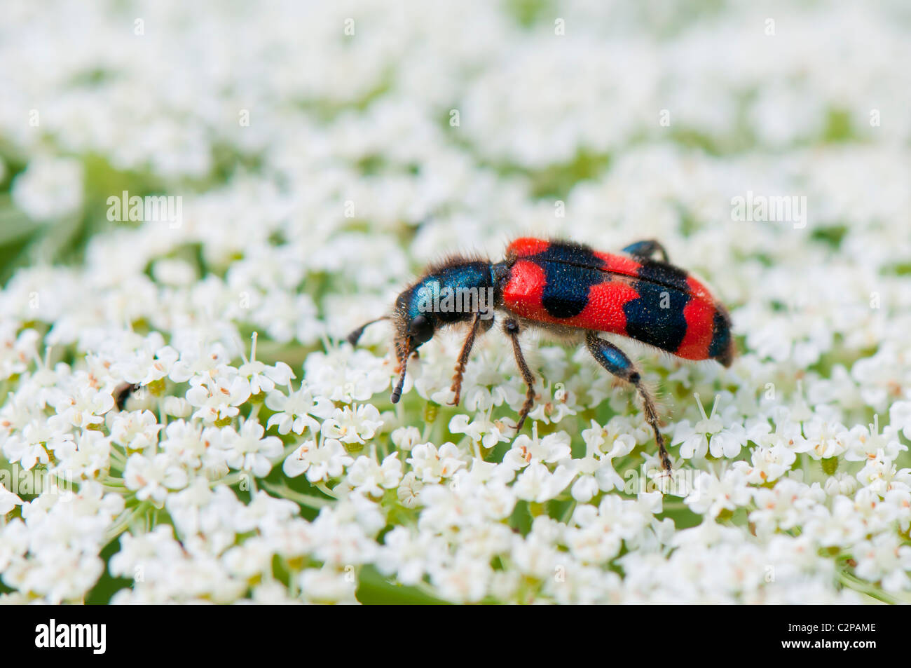 Bienenwolf, Trichodes apiarius, Checkered Bee Beetle Stock Photo - Alamy