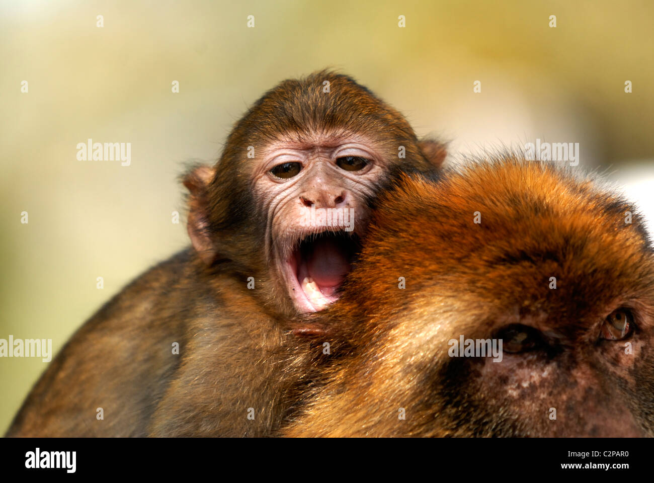 Monkey crying hi-res stock photography and images - Alamy