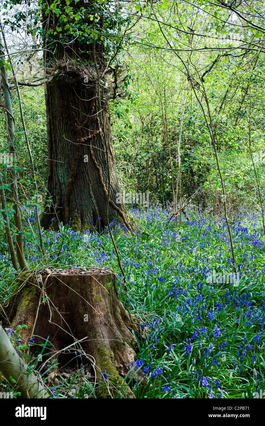 bluebells in the forest of bere southwick england Stock Photo - Alamy