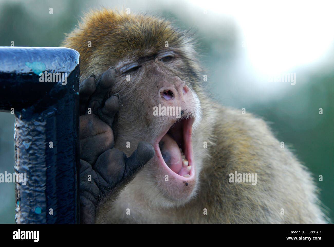 Adult Barbary Macaque with hand on it's cheek howling Stock Photo - Alamy