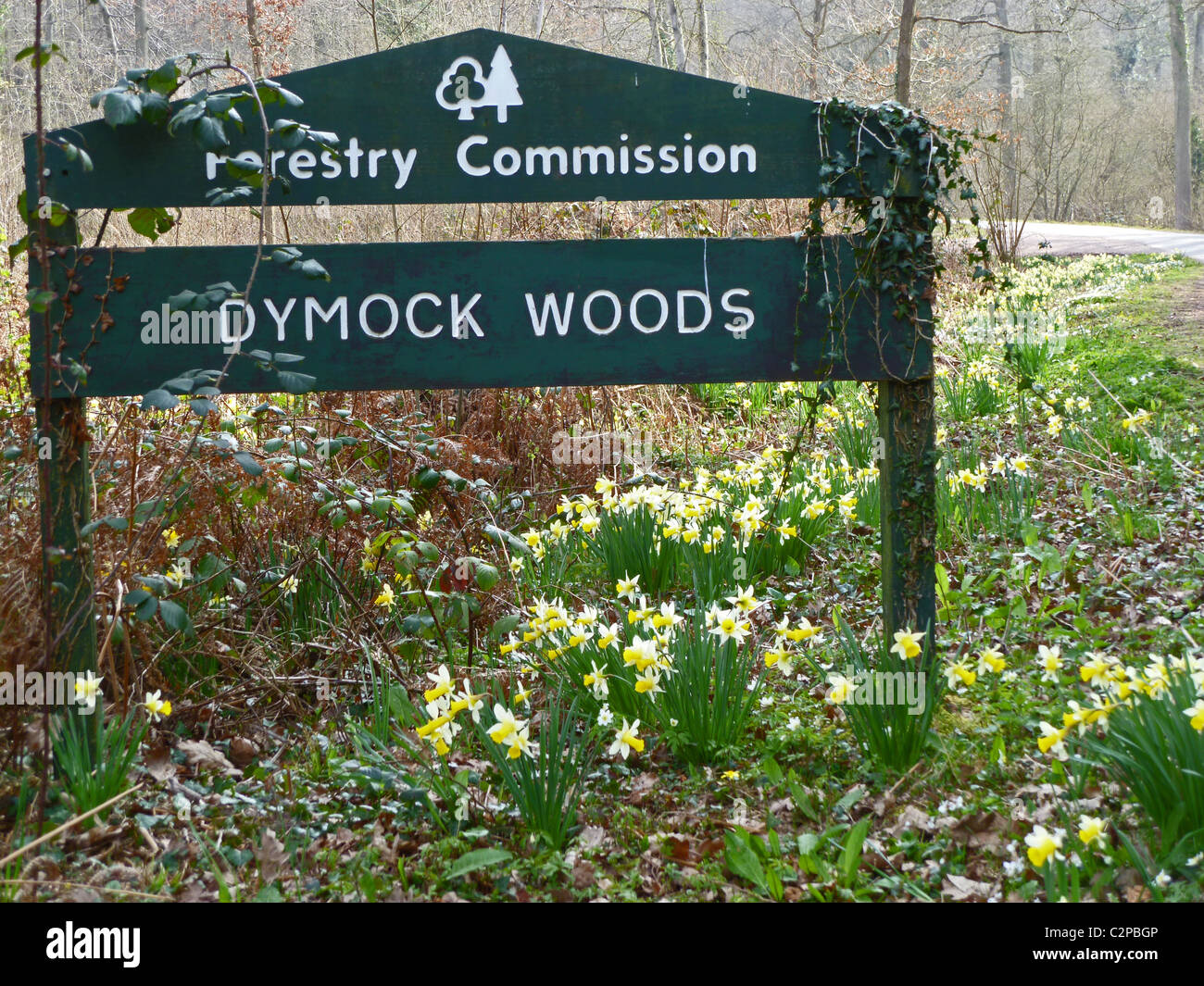Dymock Woods in Gloucestershire with wild daffodils Stock Photo - Alamy