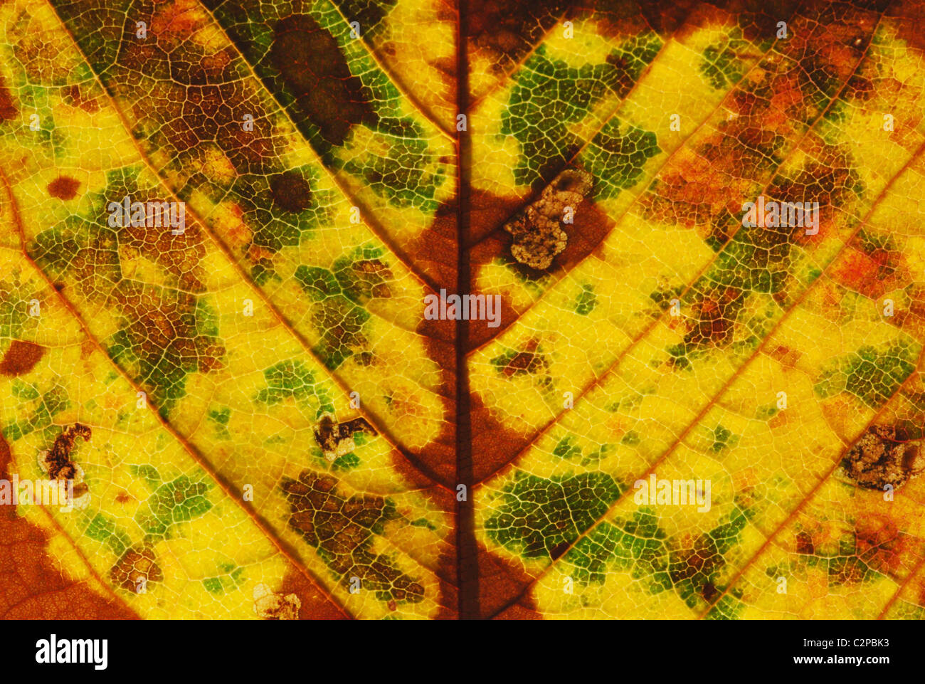 Texture of a leaf in bright fall colors Stock Photo - Alamy