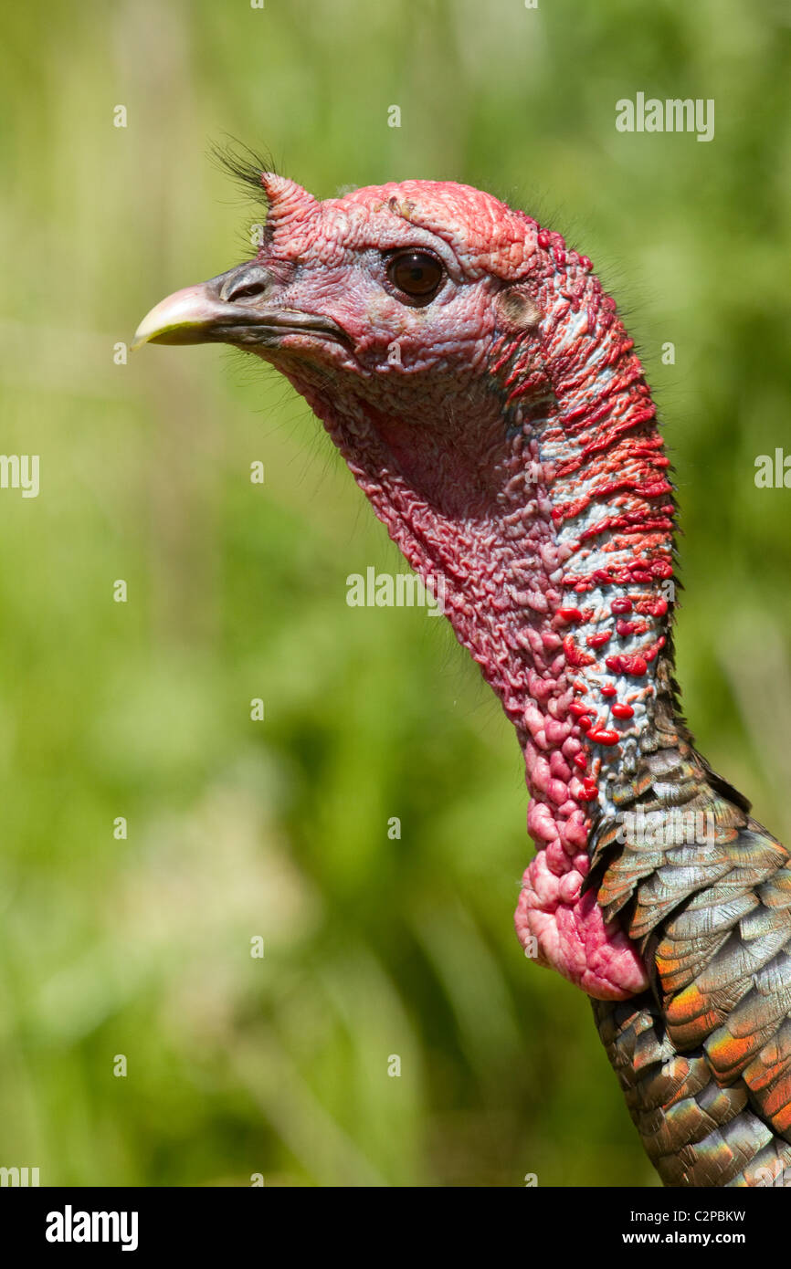 Tom turkey hi-res stock photography and images - Alamy