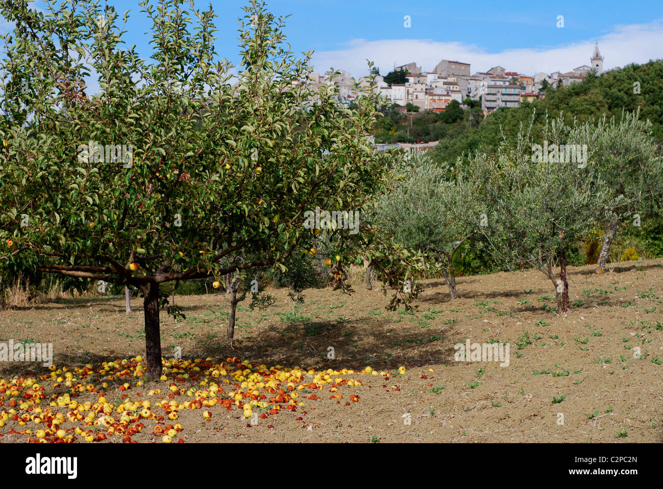 Falling fruit tree hi-res stock photography and images - Alamy
