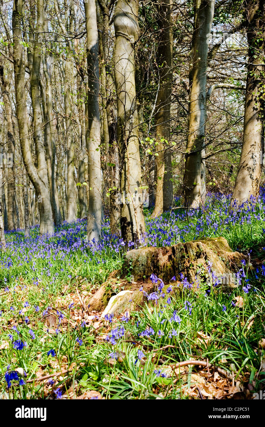 Forest Of Bere High Resolution Stock Photography and Images - Alamy