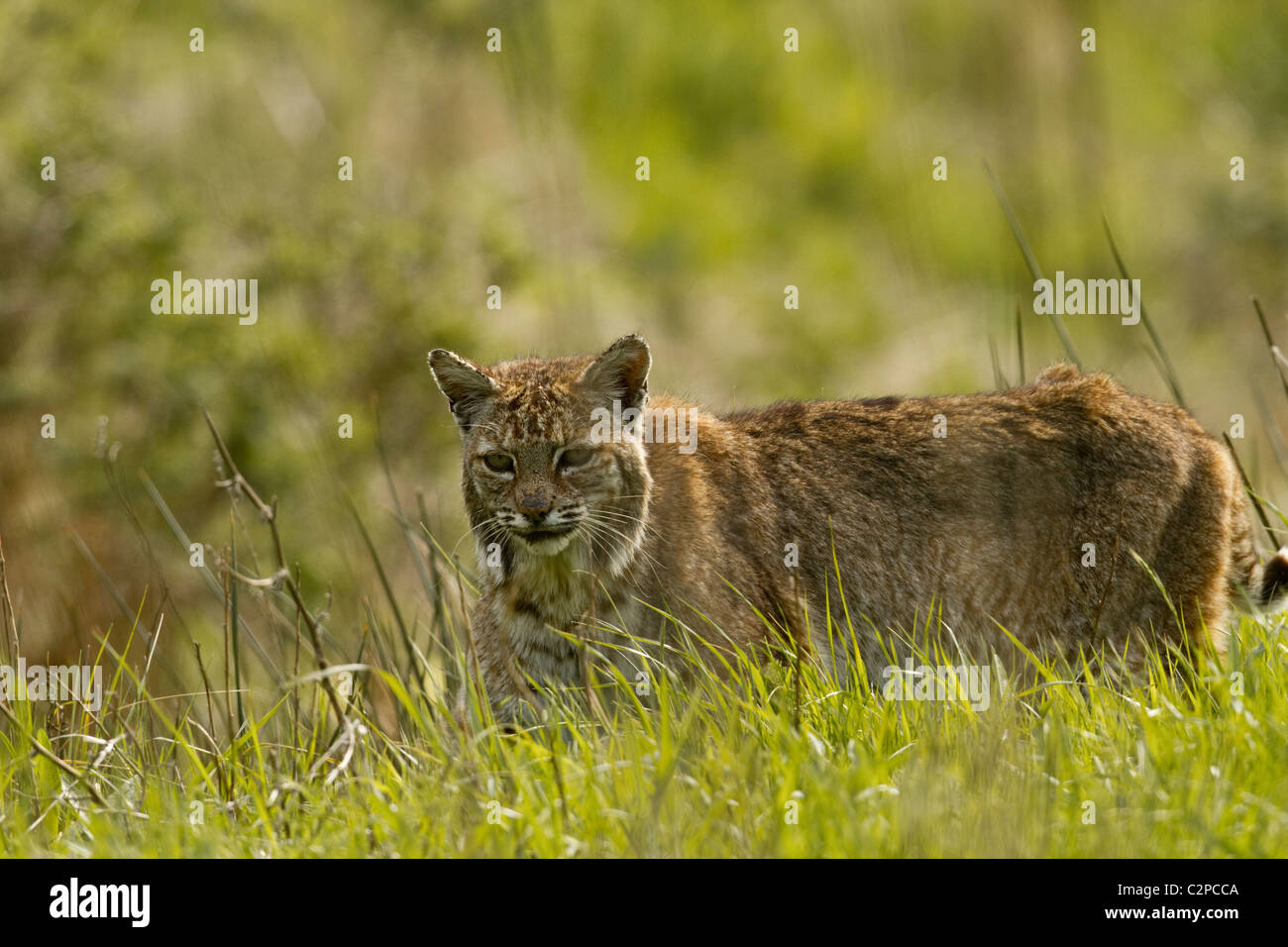 Bobcat california hi-res stock photography and images - Alamy