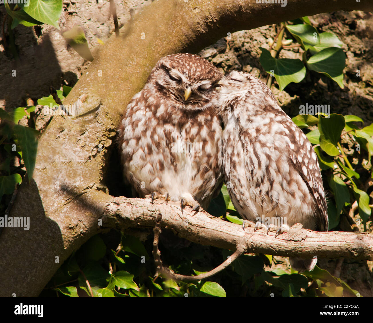 Owls Couple High Resolution Stock Photography and Images - Alamy