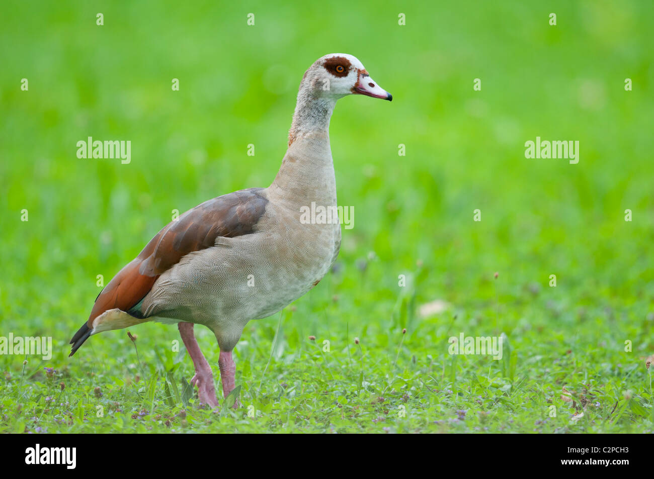 Nilgans, Alopochen aegyptiacus, Egyptian goose Stock Photo - Alamy