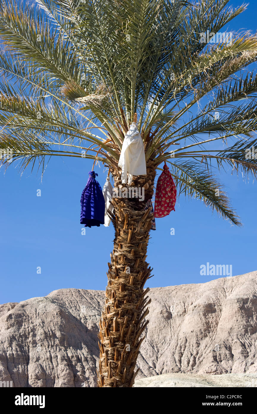 Date palm with dates covered as protection against birds at China Ranch ...