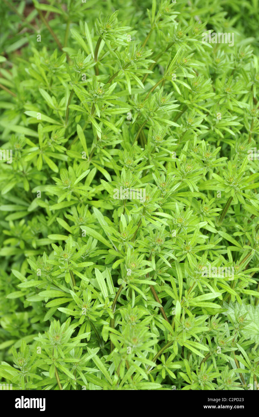 Stickweed High Resolution Stock Photography and Images - Alamy