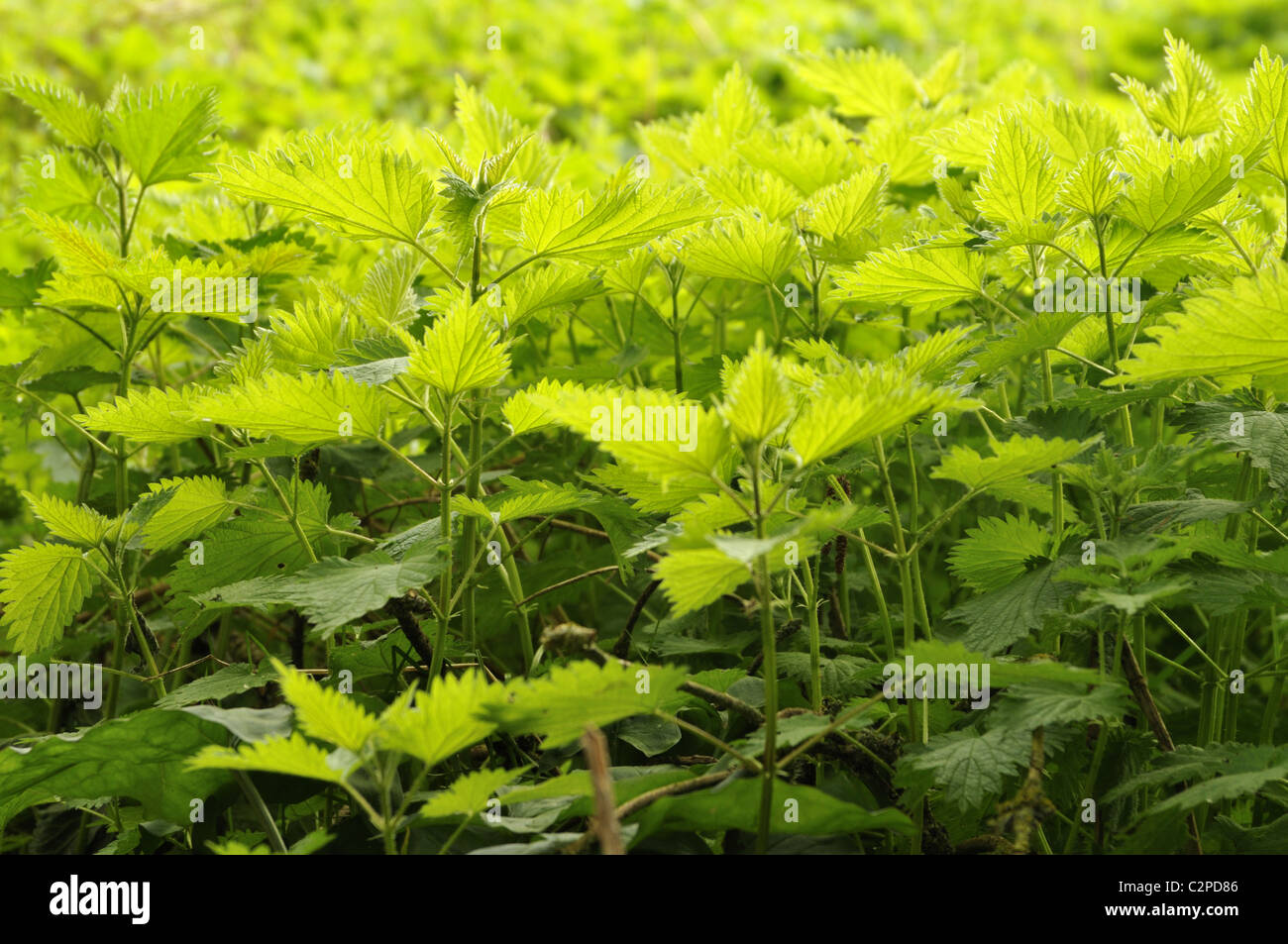 Perennial weeds hi-res stock photography and images - Alamy