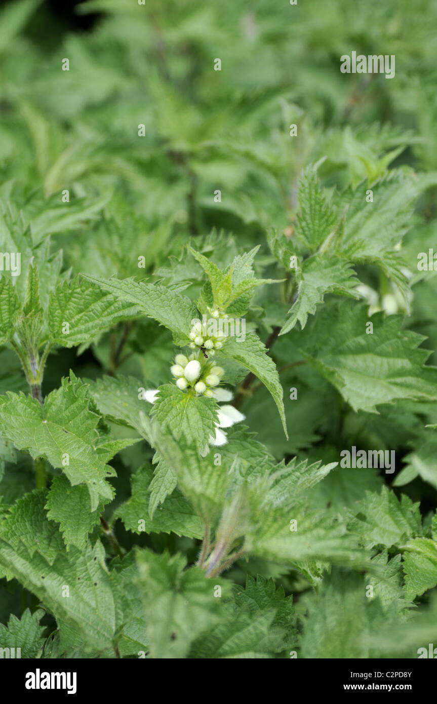 Perennial stinging nettle hi-res stock photography and images - Alamy