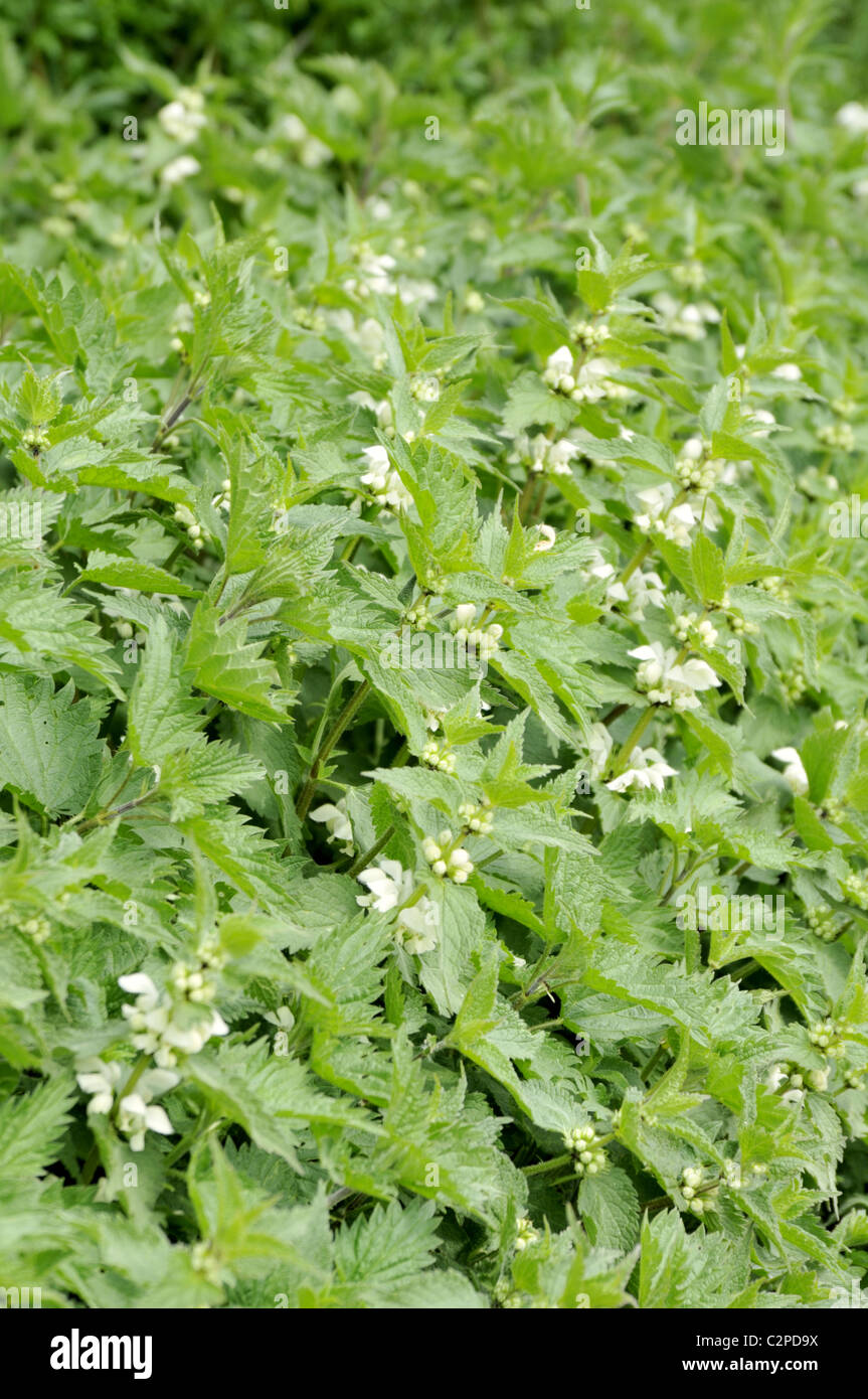 Perennial weeds hi-res stock photography and images - Alamy
