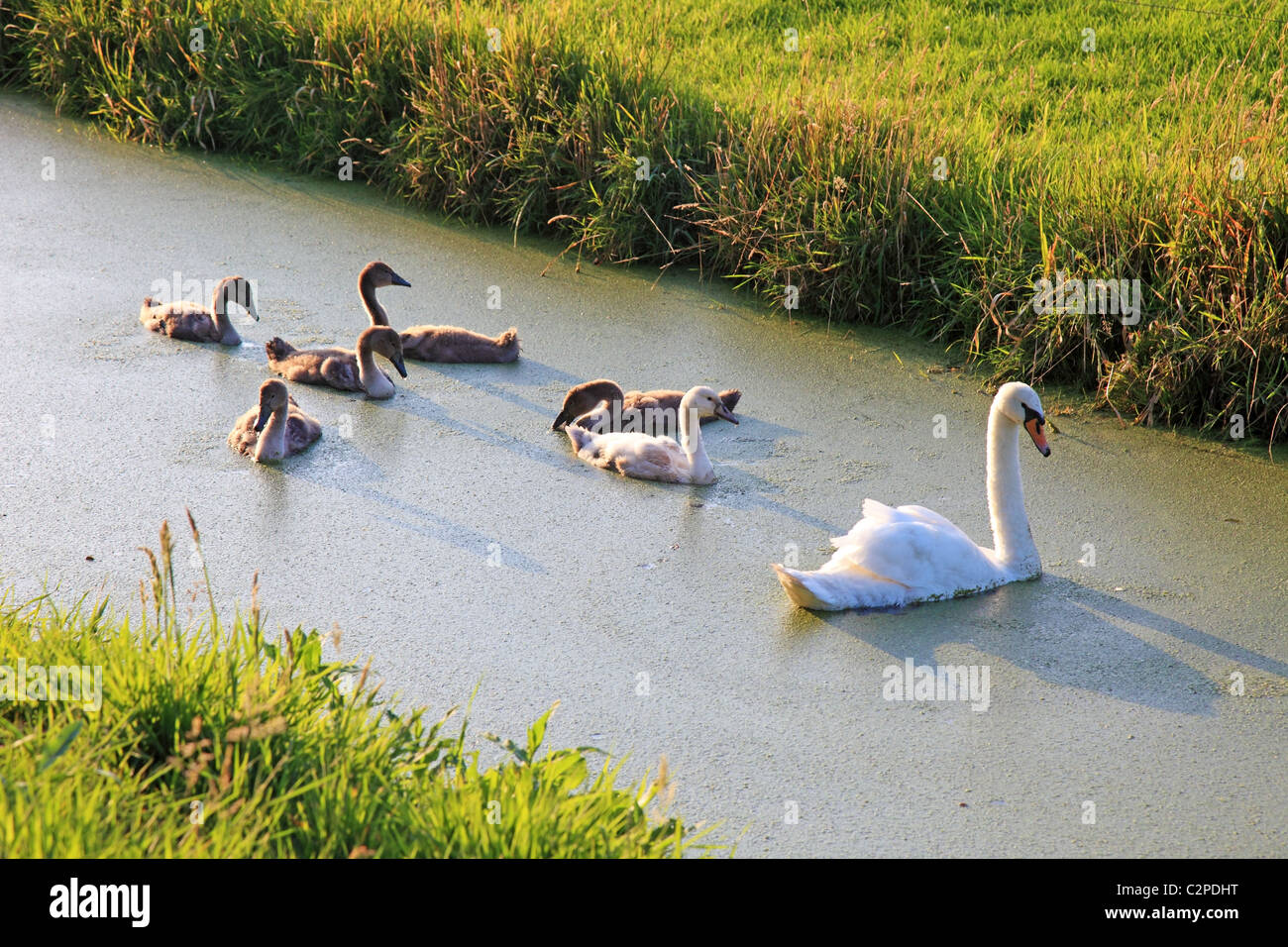 Swan family swimming in water near field, Netherland, Europe Stock ...