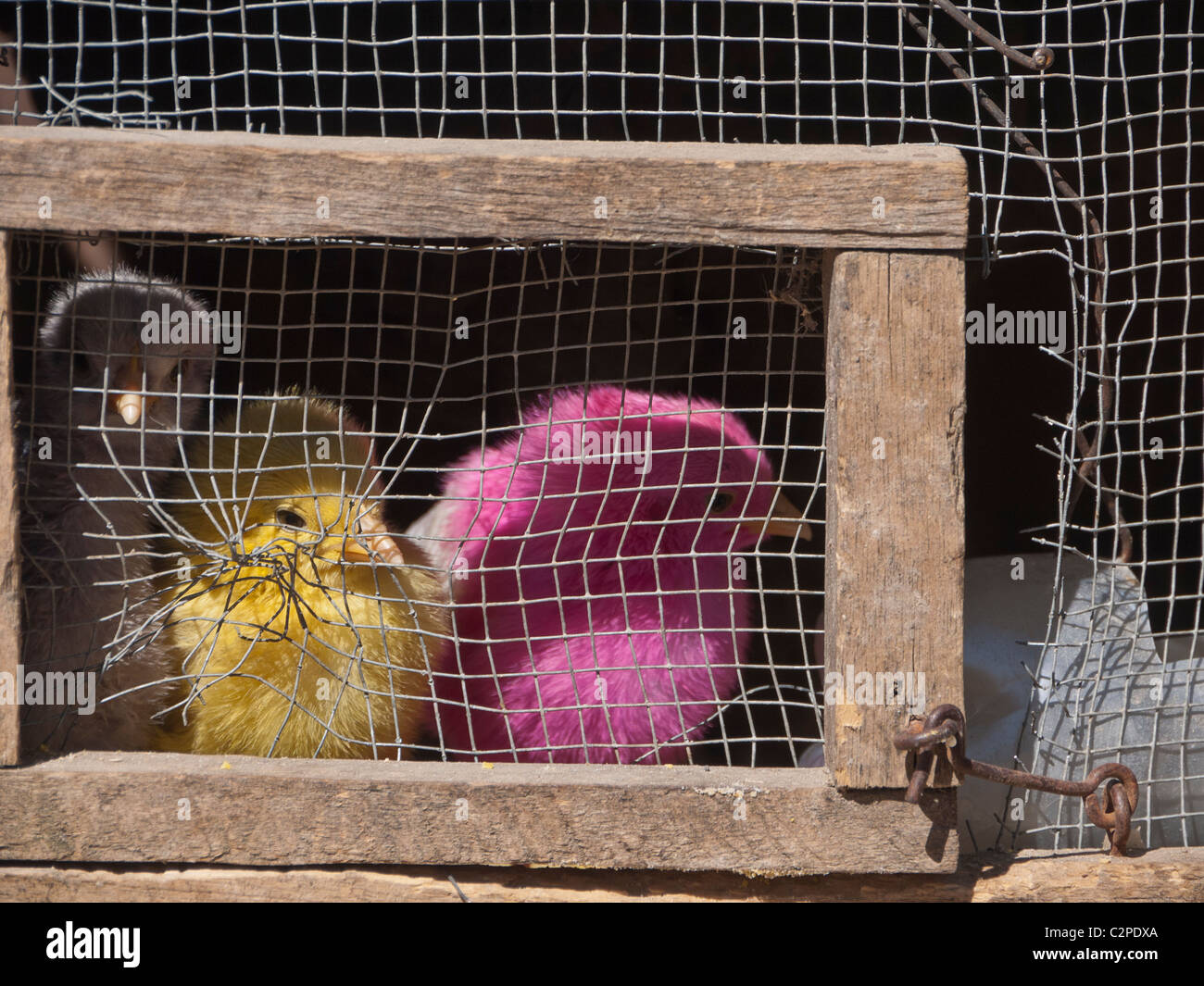 Multi colored chicks in a cage in sunlight outside a house in ...