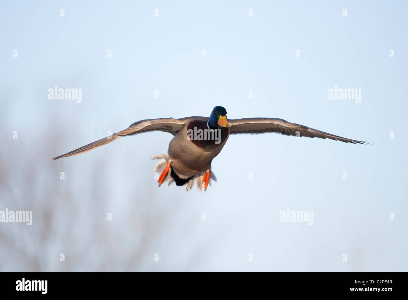 Male Mallard duck approaching in flight Stock Photo - Alamy