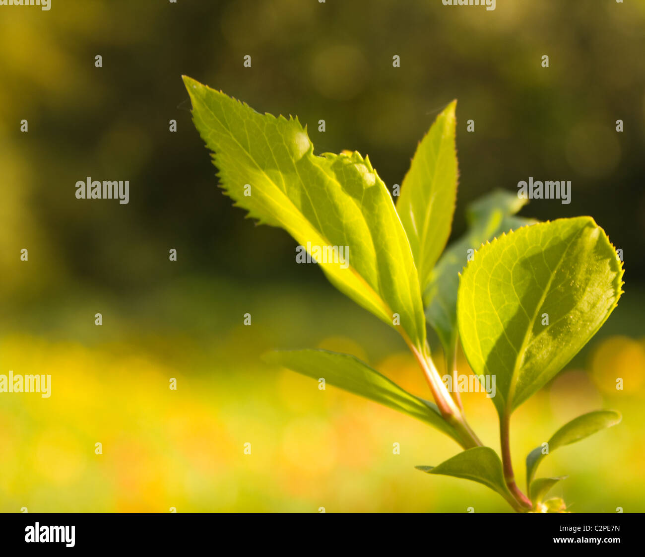 Leaves & new growth in spring Stock Photo - Alamy
