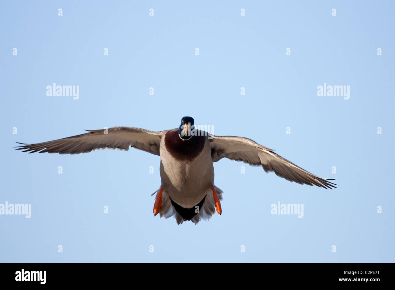 Male Mallard duck approaching head-on in a descending flight Stock ...
