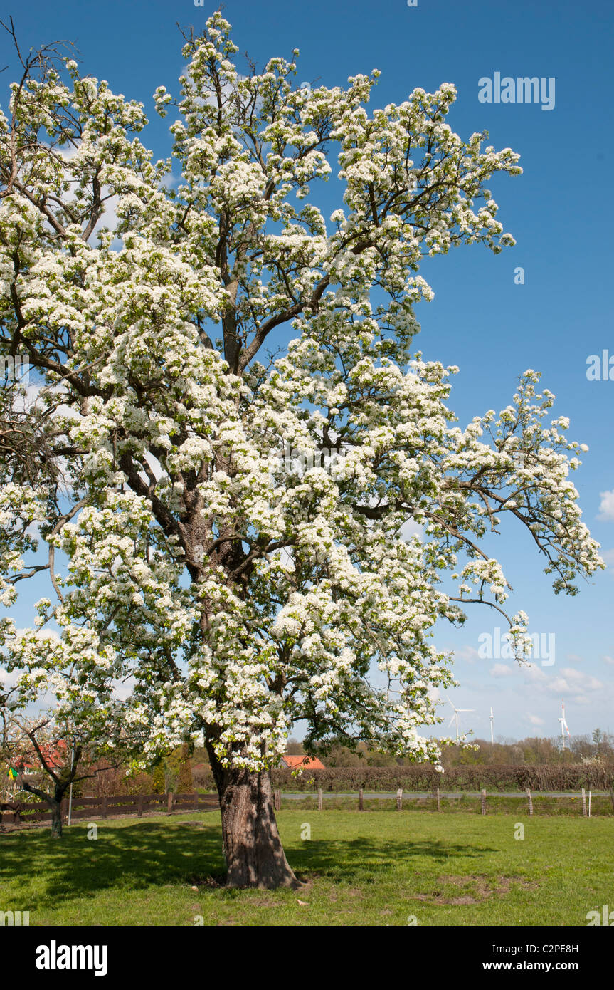 Obstbaum blute hi-res stock photography and images - Alamy