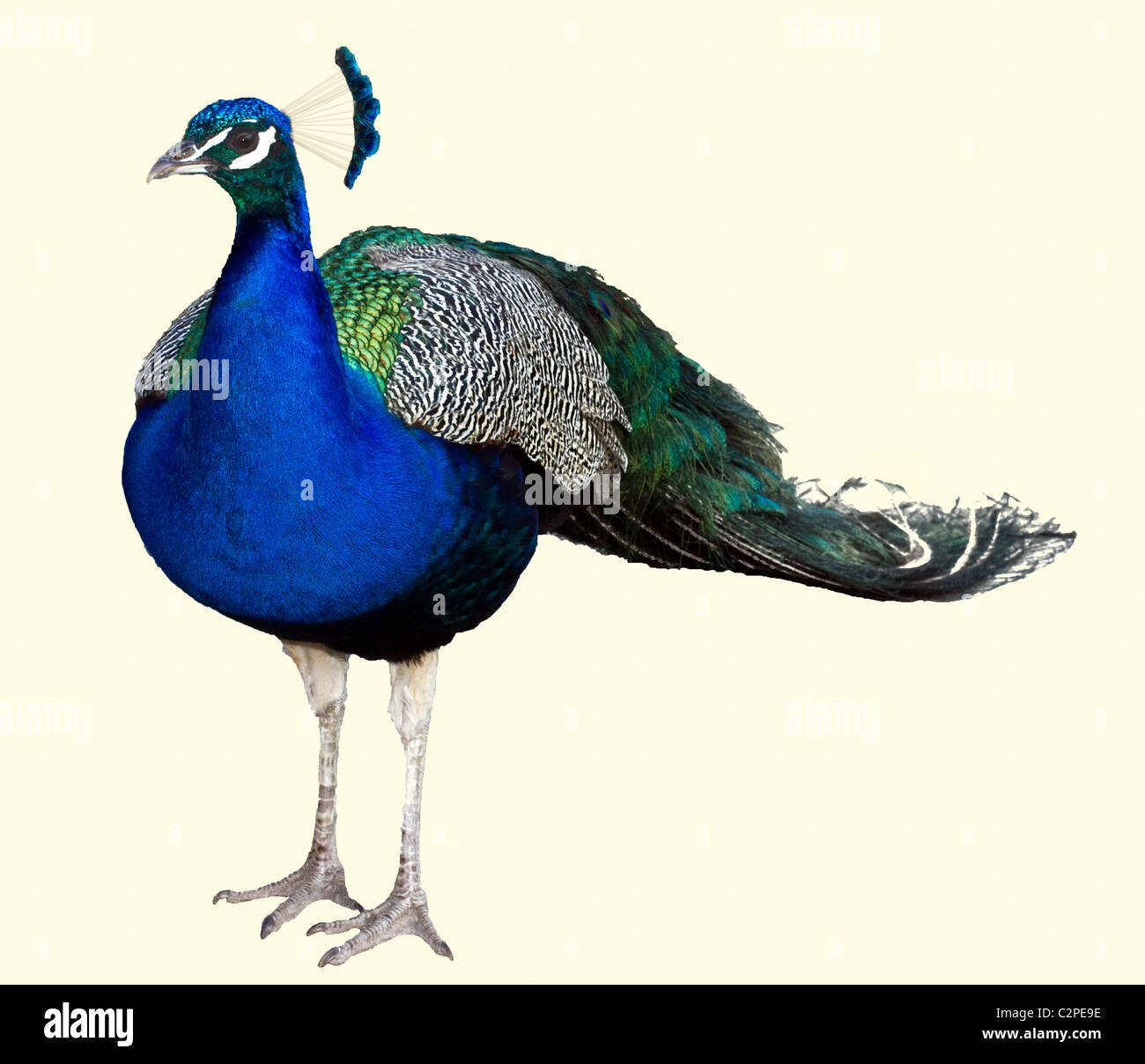 Peacock cut out hi-res stock photography and images - Alamy