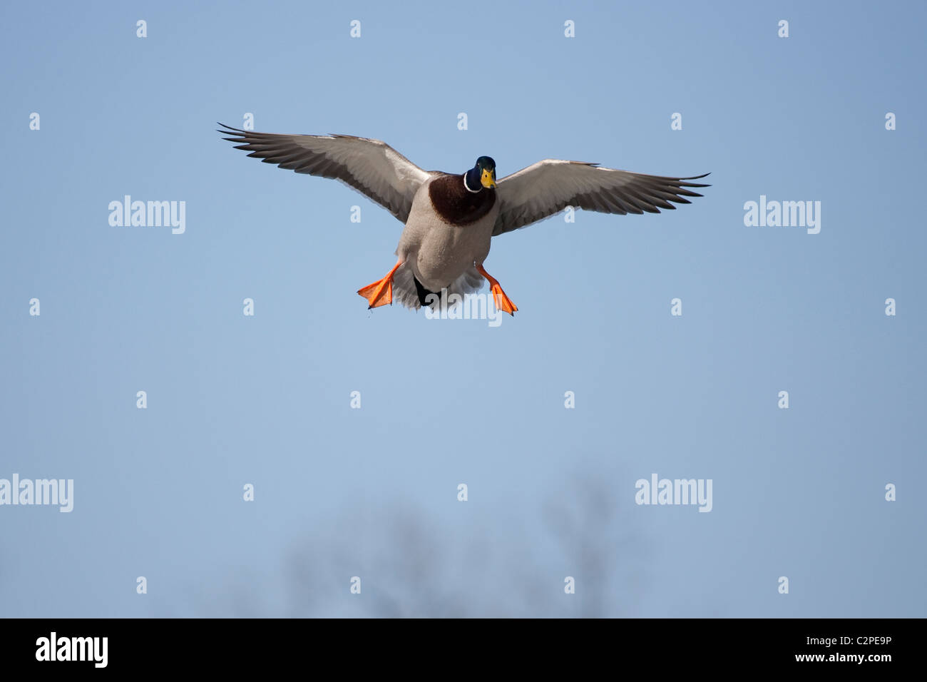 Male Mallard duck in descending flight with feet down Stock Photo - Alamy