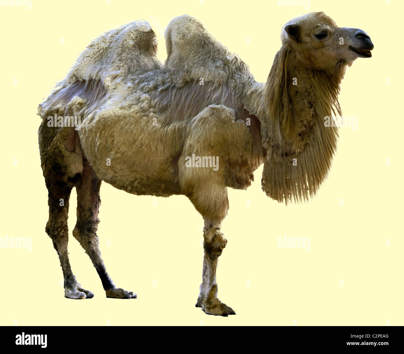 Isolated camel hi-res stock photography and images - Alamy