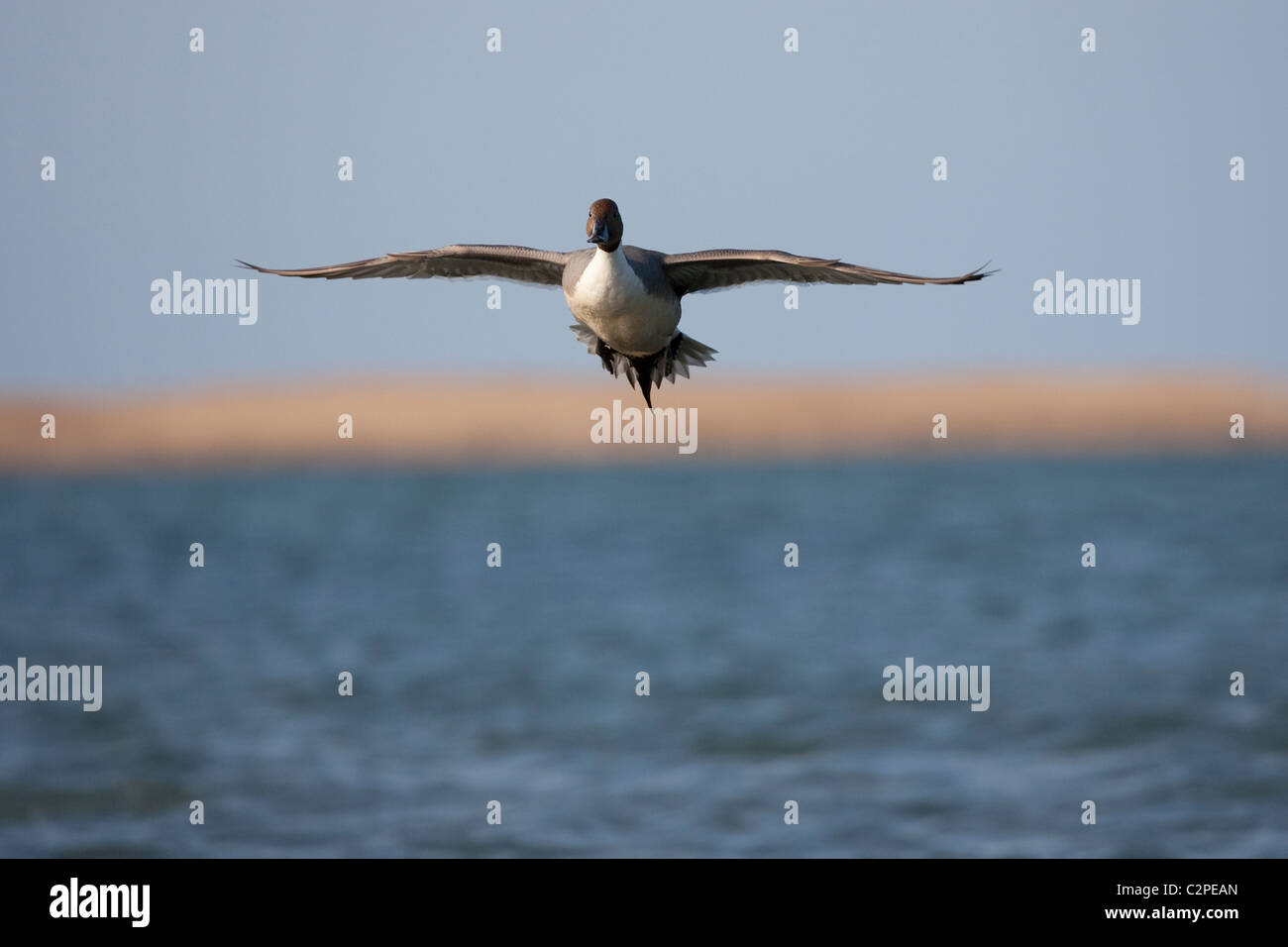 Northern pintail duck hi-res stock photography and images - Alamy
