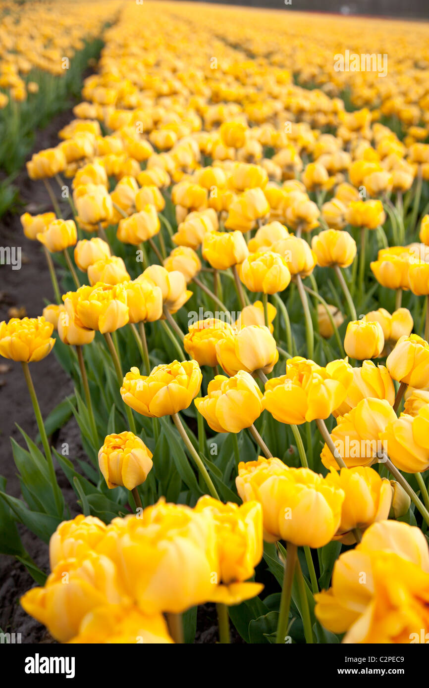Huge flower arrangement hi-res stock photography and images - Alamy