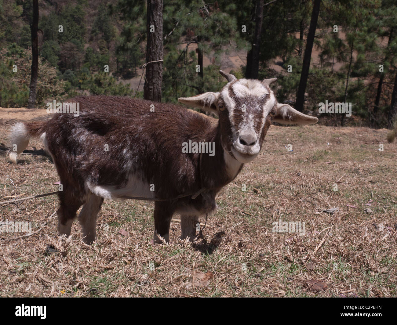 A goat grazes on a hillside near the home of its owner in Totonicapan ...
