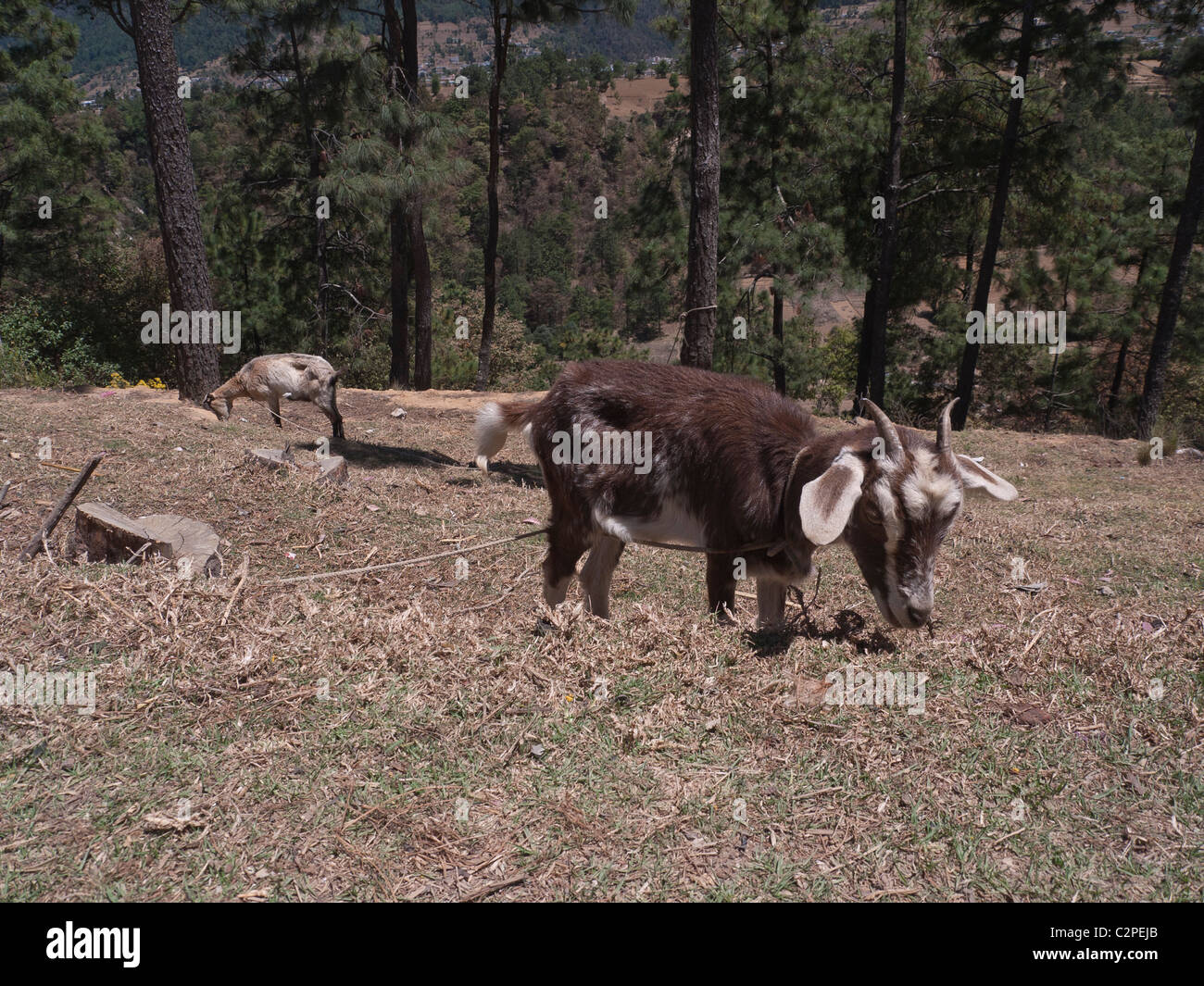 A goat grazes on a hillside near the home of its owner in Totonicapan ...