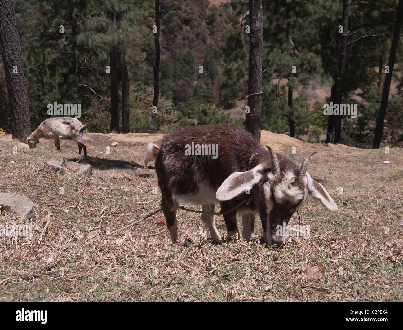 A goat grazes on a hillside near the home of its owner in Totonicapan ...