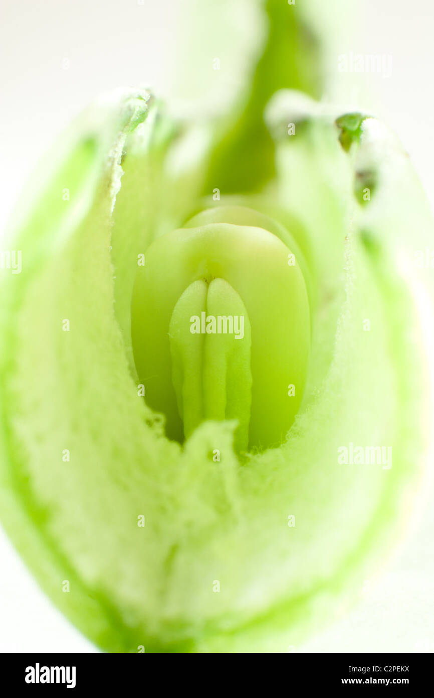 Bean seed pod hi-res stock photography and images - Alamy