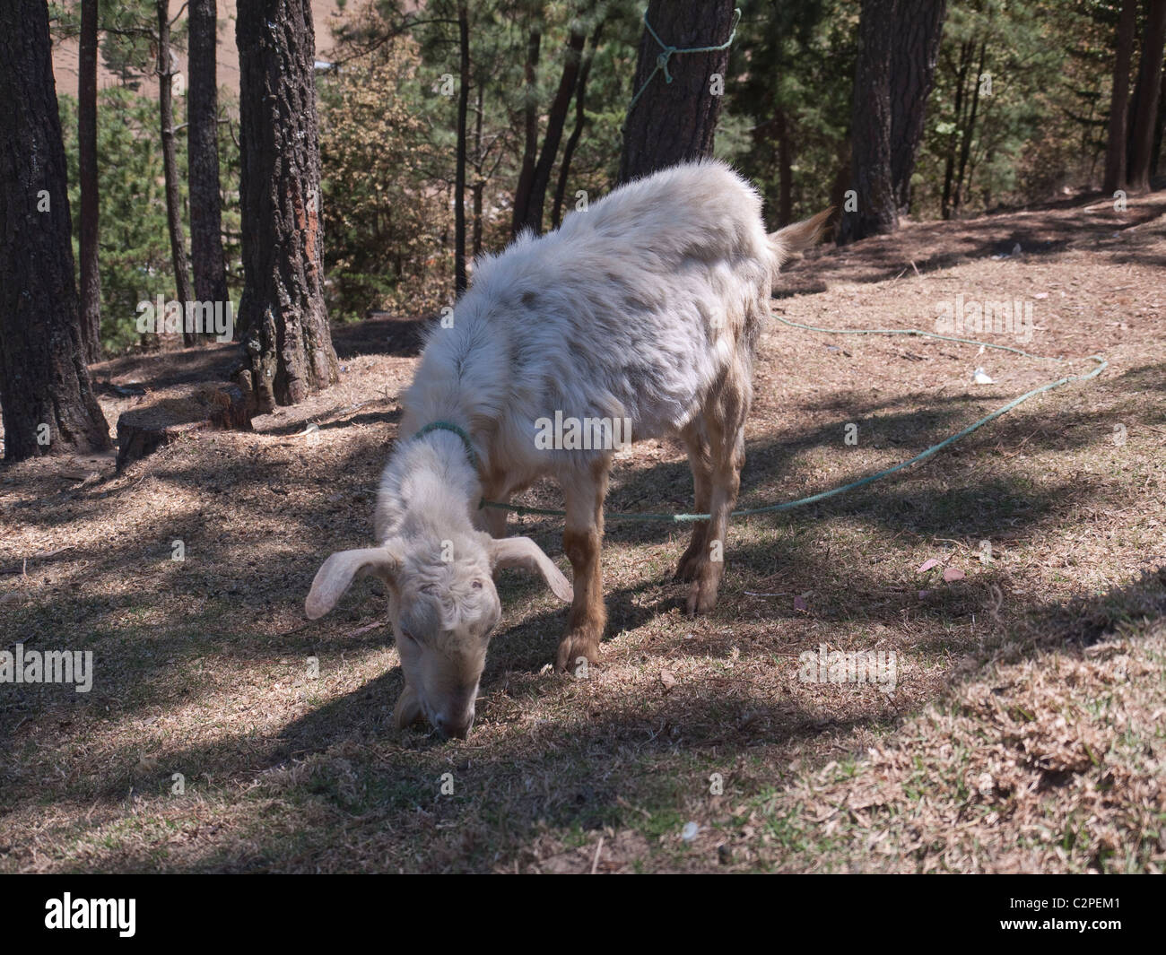 A goat grazes on a hillside near the home of its owner in Totonicapan ...