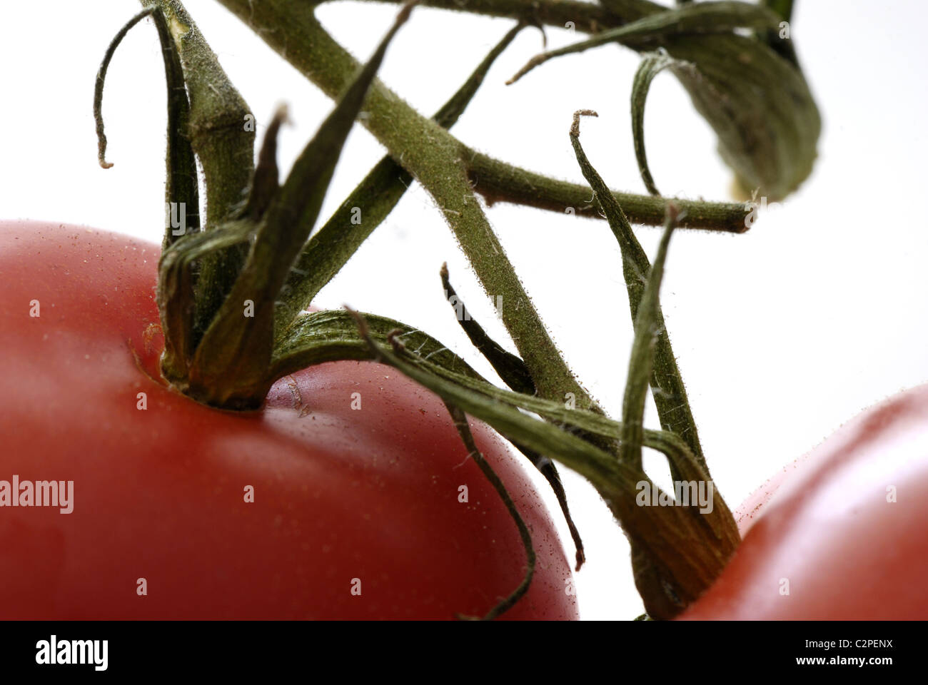 Tomate macro hi-res stock photography and images - Alamy