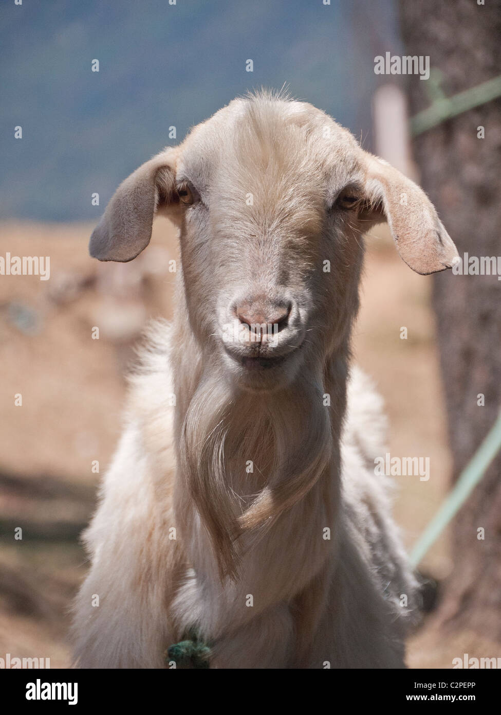 A goat grazes on a hillside near the home of its owner in Totonicapan ...