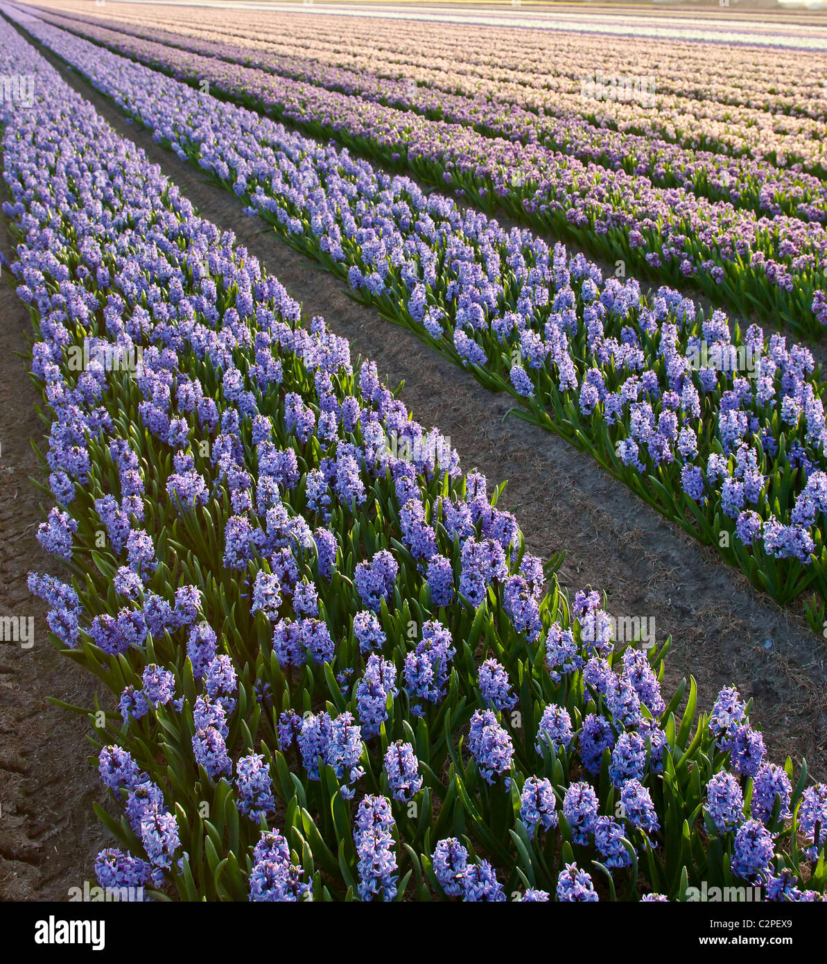 Huge field of hyacinth flowers Stock Photo - Alamy