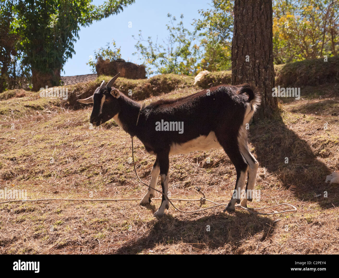 A goat grazes on a hillside near the home of its owner in Totonicapan ...