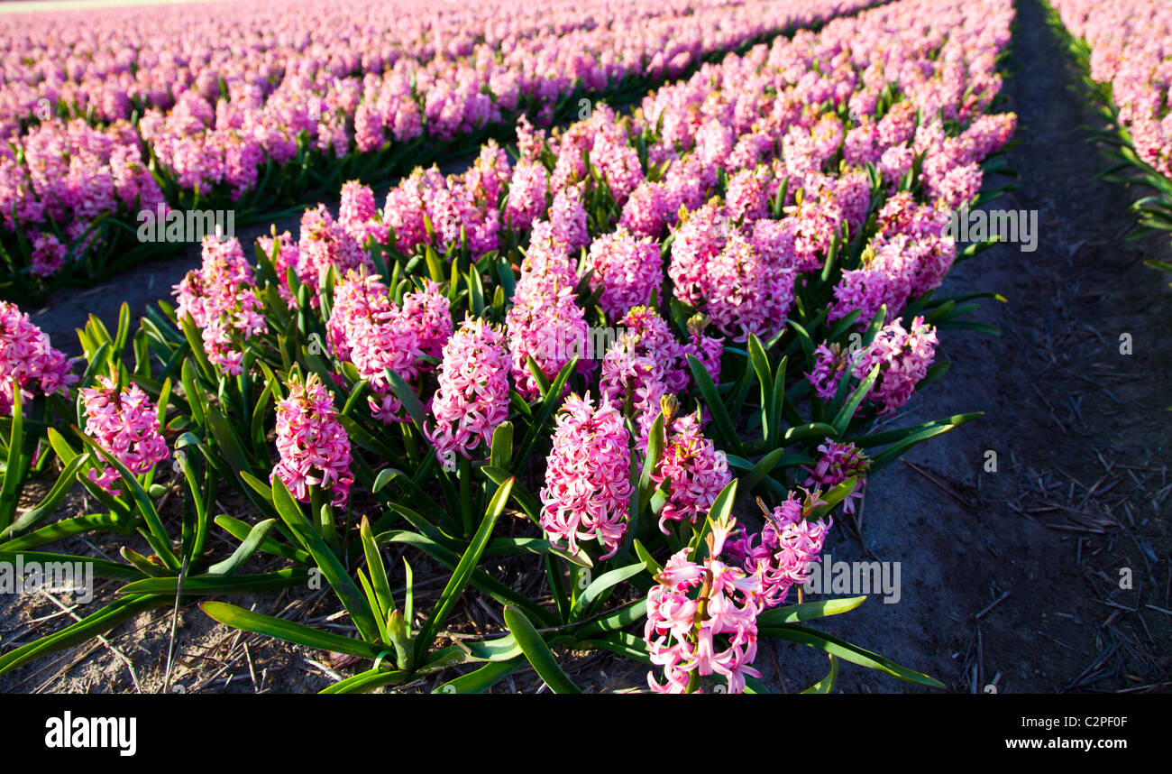 Huge field of hyacinth flowers Stock Photo - Alamy
