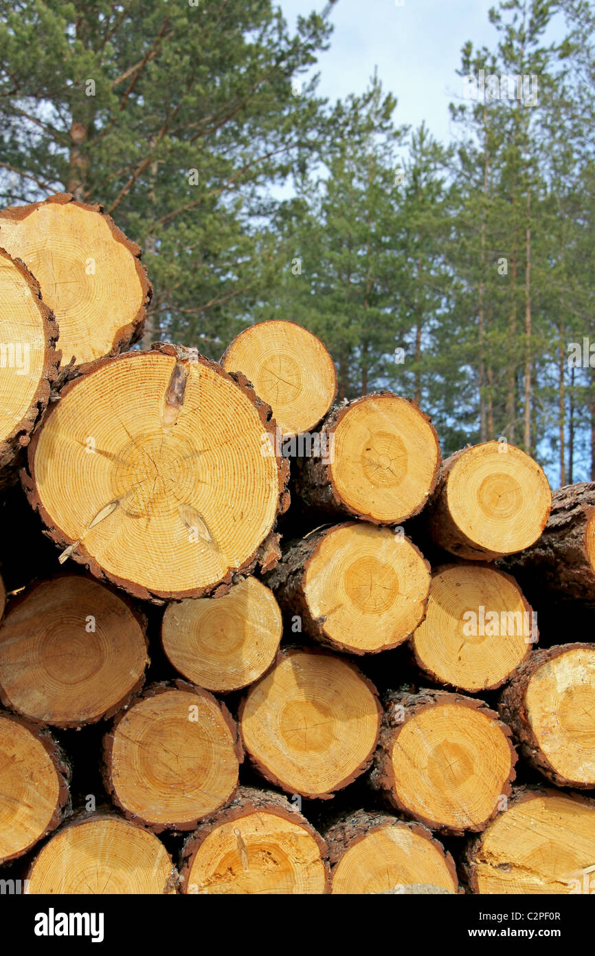 Pine Timber Logs Stacked in Forest Stock Photo - Alamy