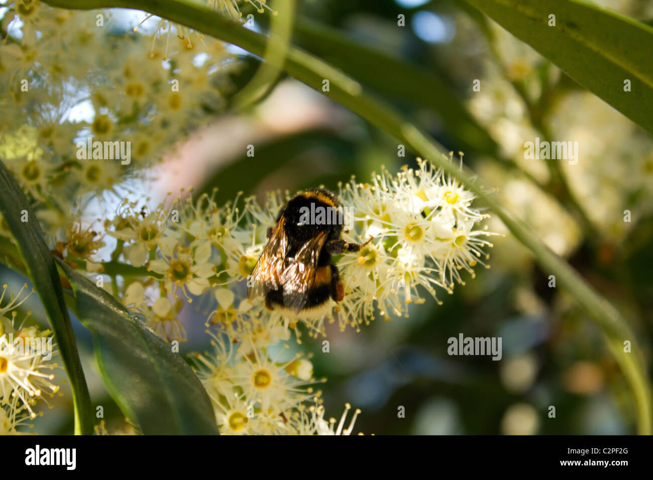 Bee with one antenna hi-res stock photography and images - Alamy