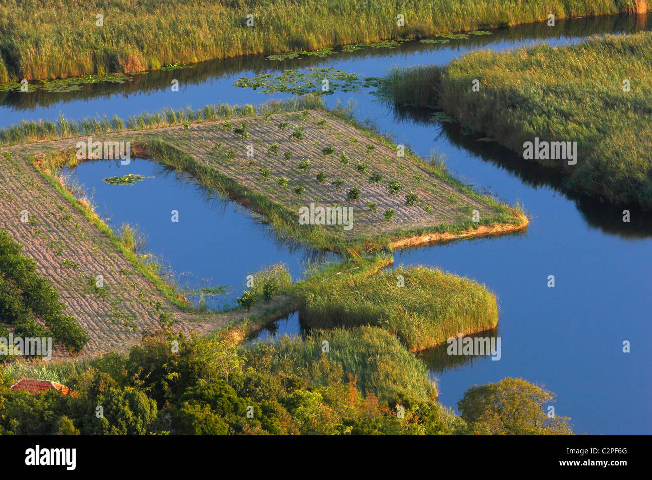 Tangerine fields in Neretva valley Stock Photo - Alamy